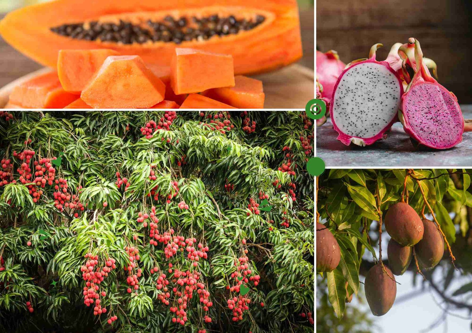 Les 16 fruits exotiques à découvrir à l'Ile Maurice