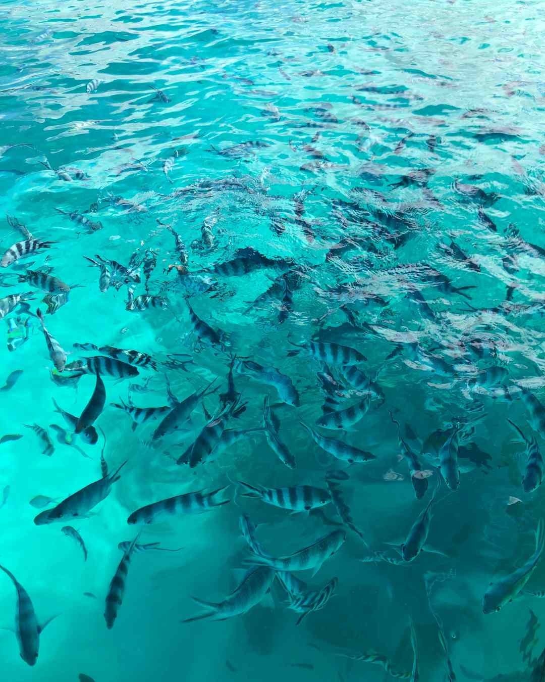 Les animaux de l'Ile Maurice - Guide la faune 2025