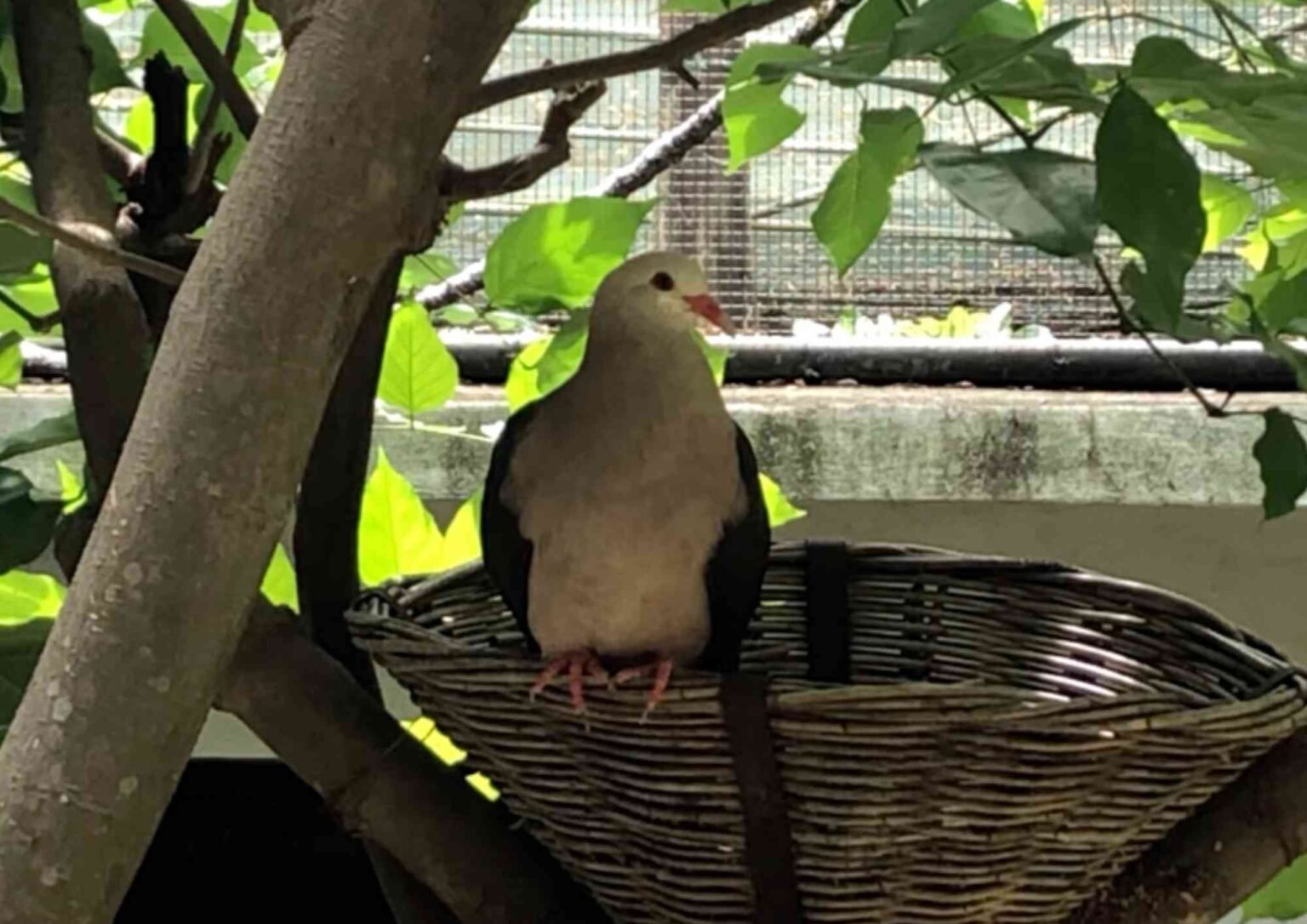 Les animaux de l'Ile Maurice - Guide la faune 2025