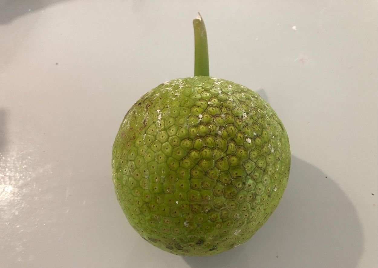 Le fruit à pain à l'Ile Maurice : comment le cuisiner